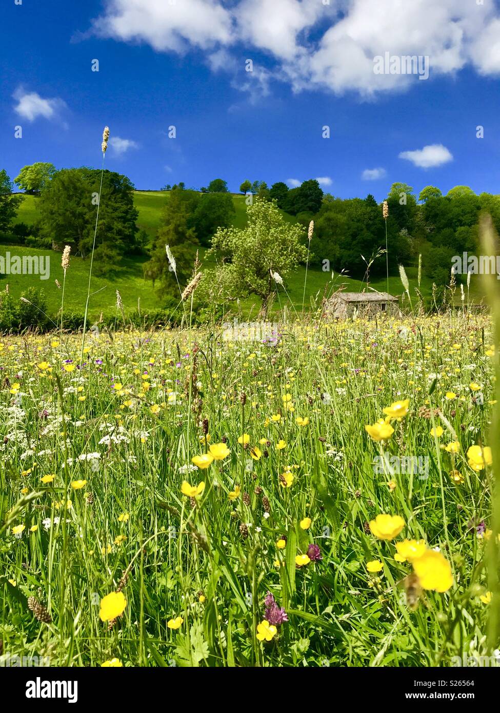 Wildflower meadow in Yorkshire Stock Photo - Alamy