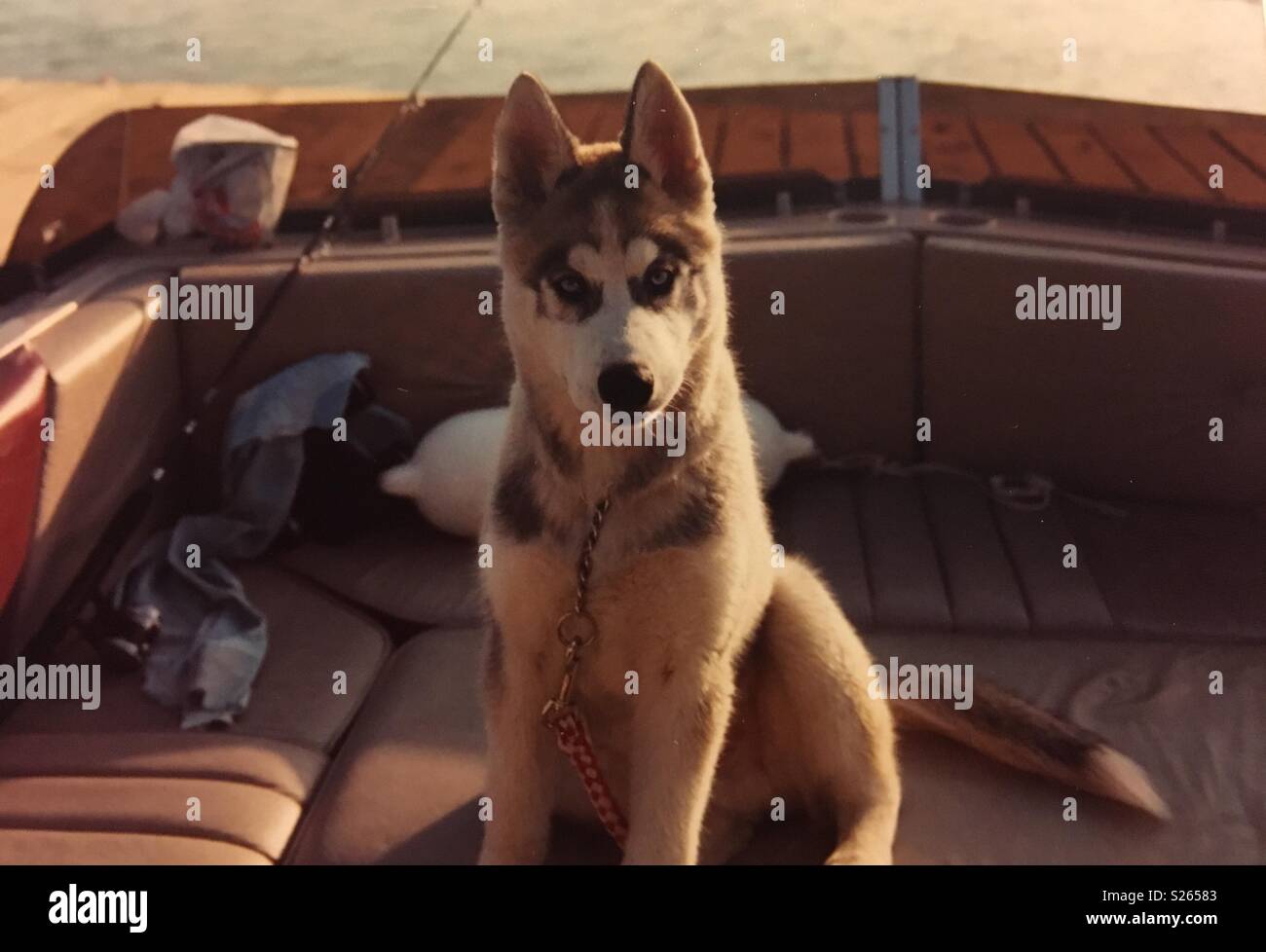 Husky on boat hi-res stock photography and images - Alamy