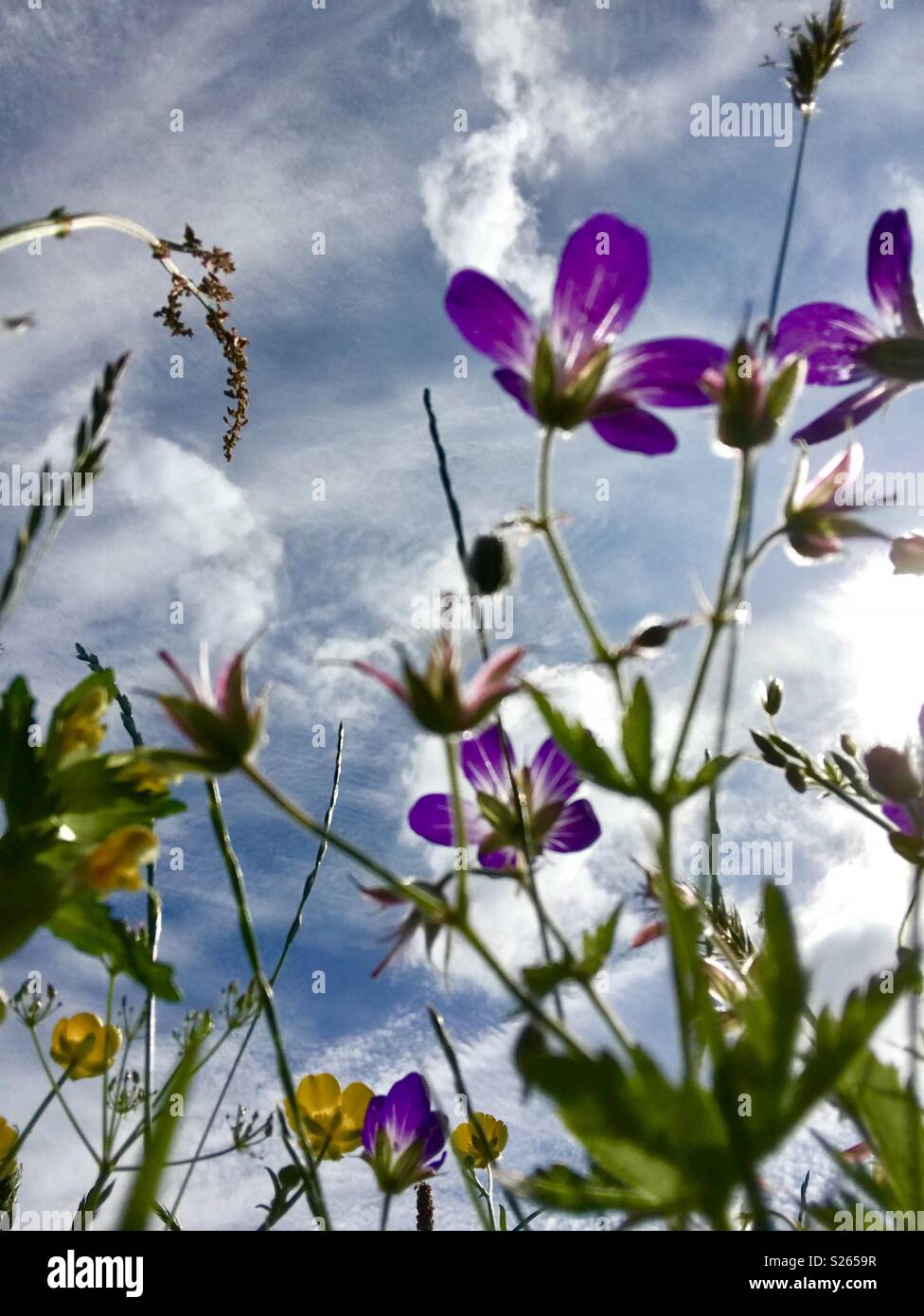 Wildflowers in the sunshine Stock Photo - Alamy