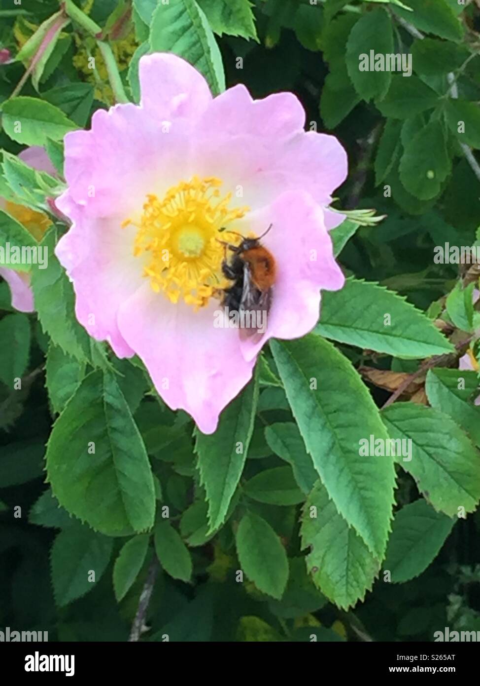 Busy bee hi-res stock photography and images - Alamy