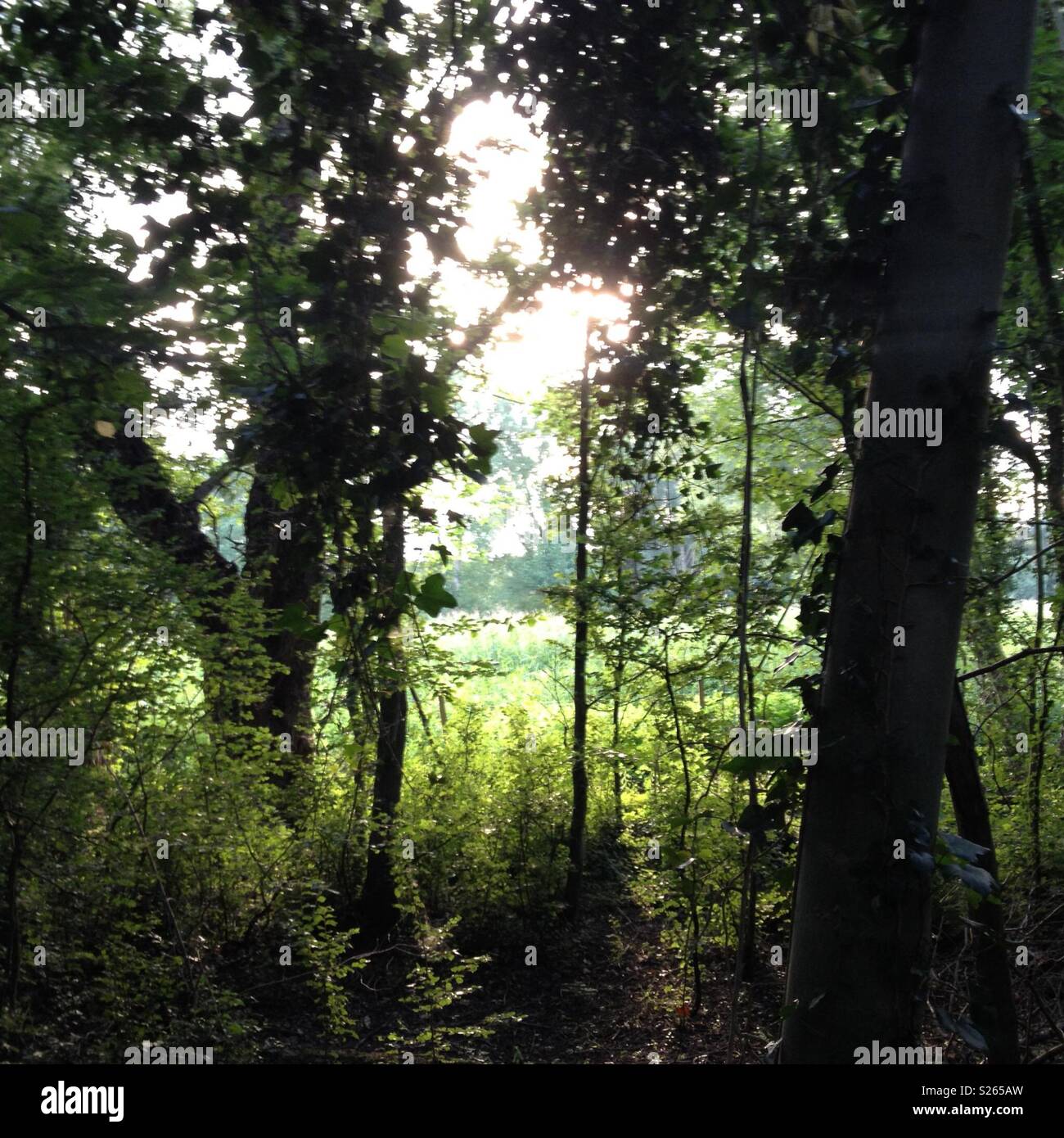 Through the trees Stock Photo - Alamy