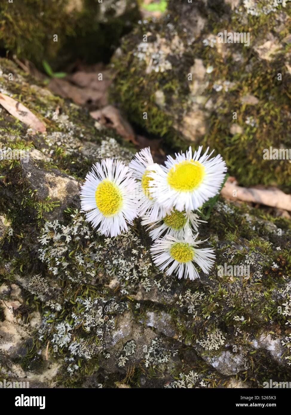Dainty daisies hi-res stock photography and images - Alamy