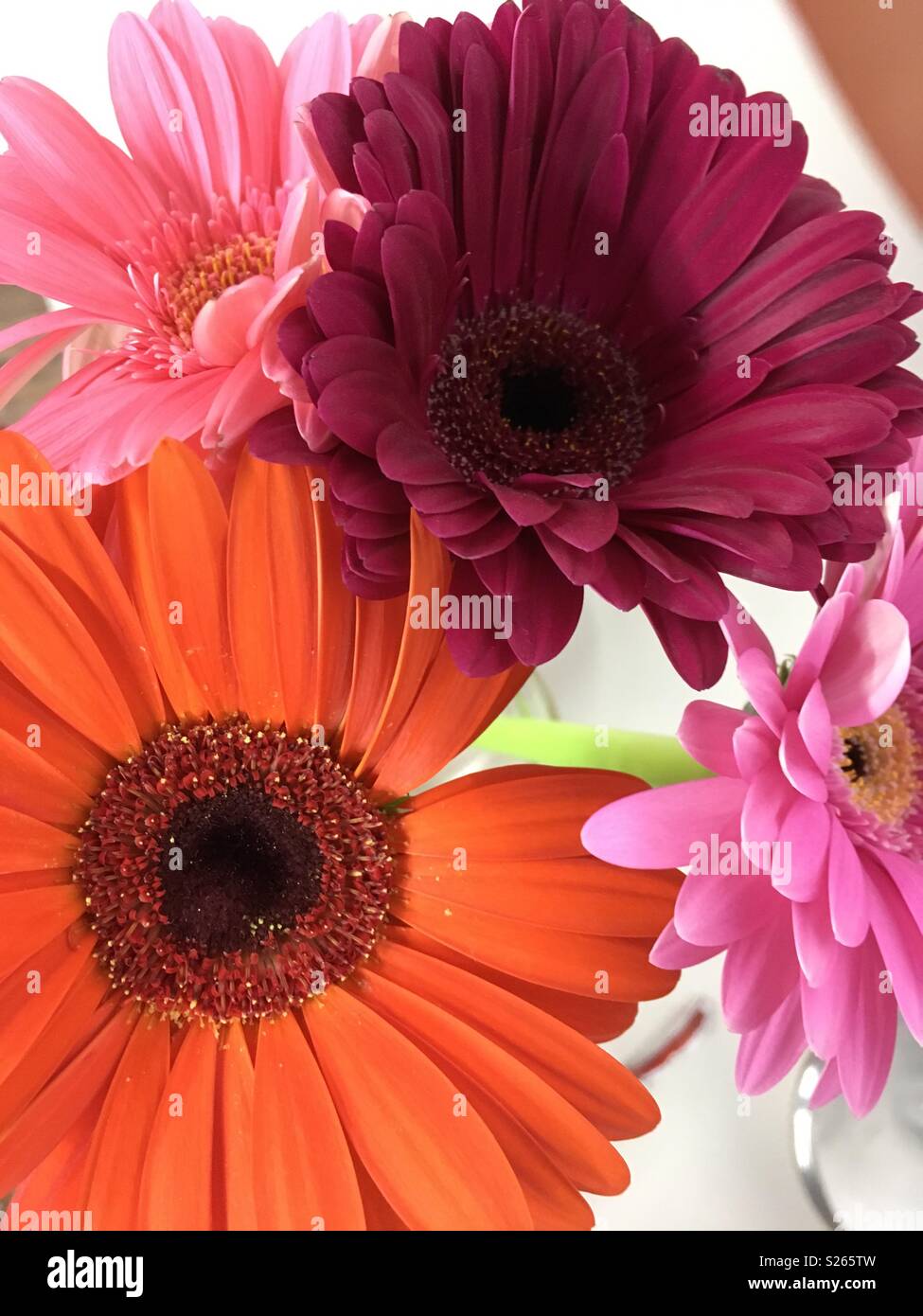 Gerber flowers hi-res stock photography and images - Alamy