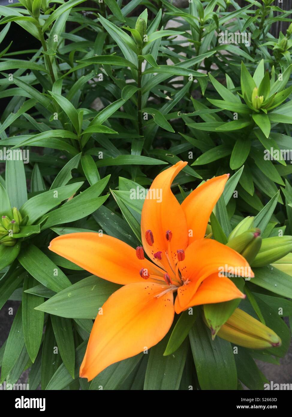 Lonely flower hi-res stock photography and images - Alamy