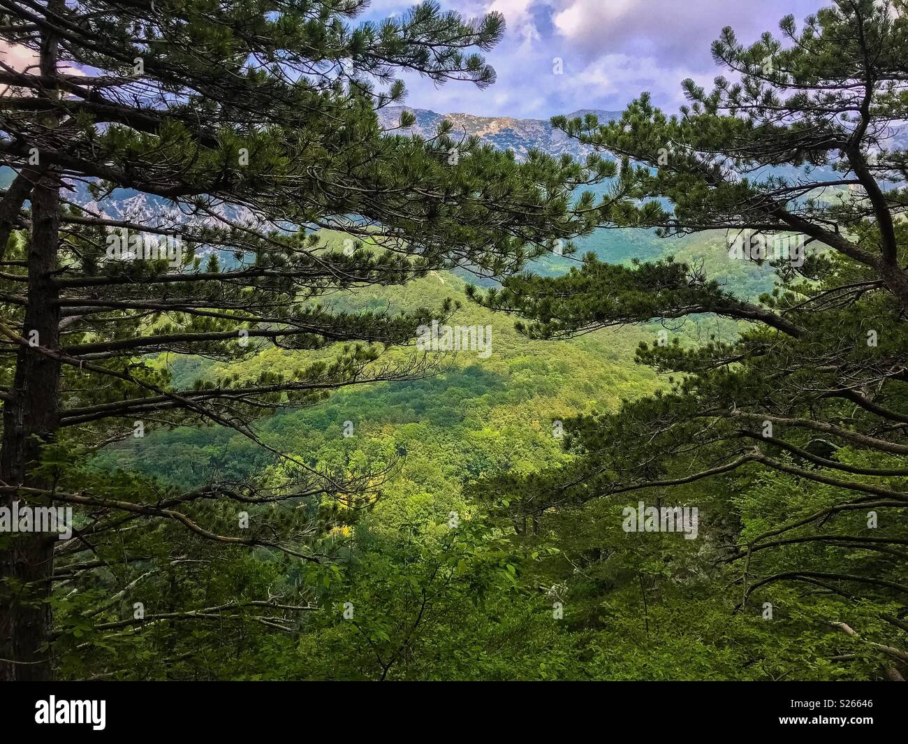 Dense thick forest hi-res stock photography and images - Alamy