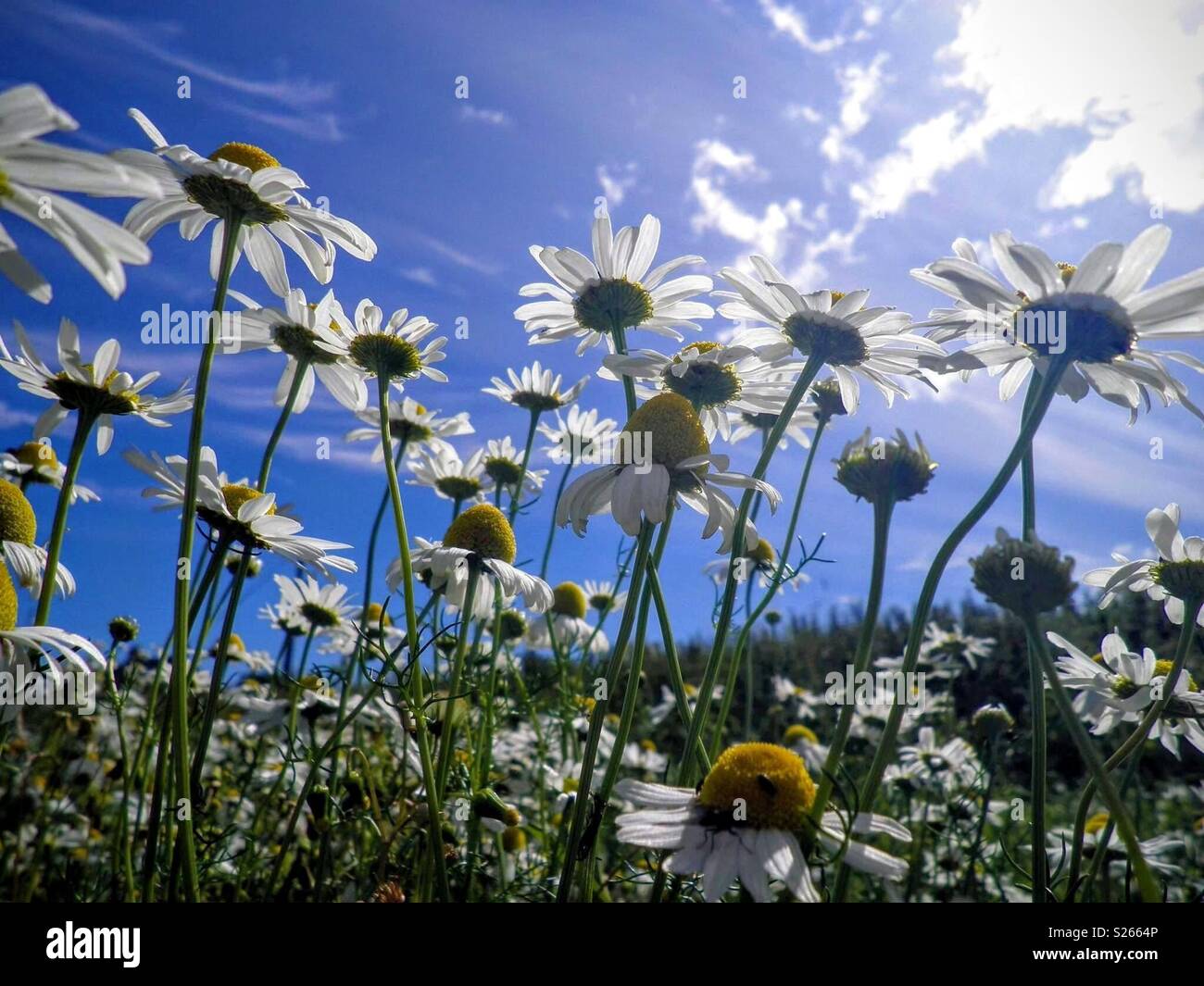 Daisies in the sunshine Stock Photo - Alamy
