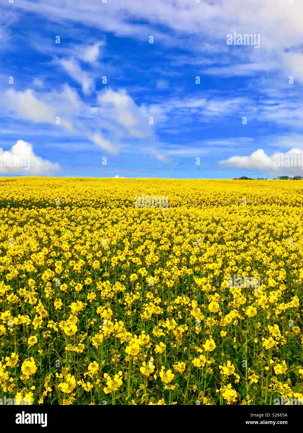 and everything was yellow Stock Photo - Alamy