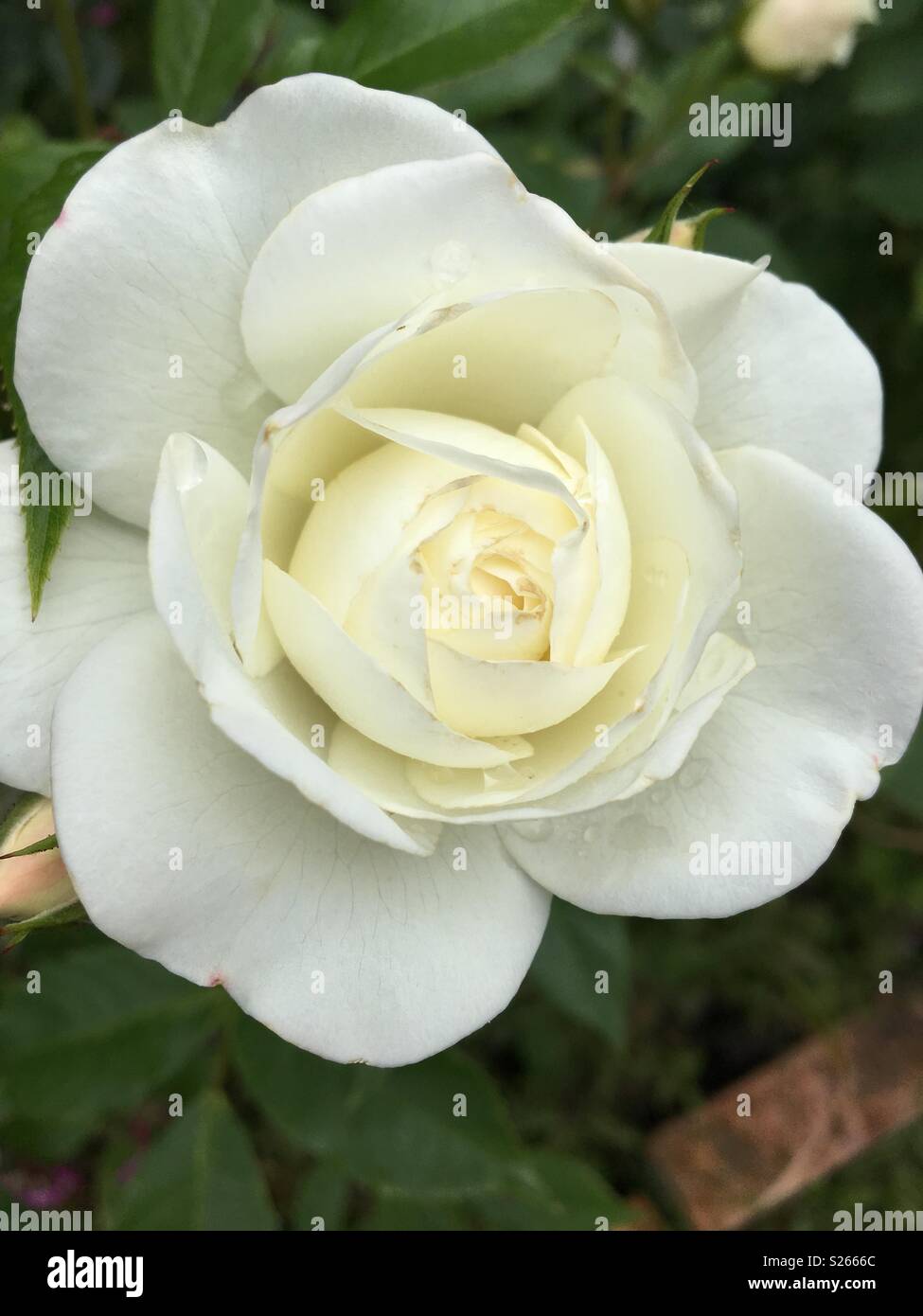 White rose beauty hi-res stock photography and images - Alamy