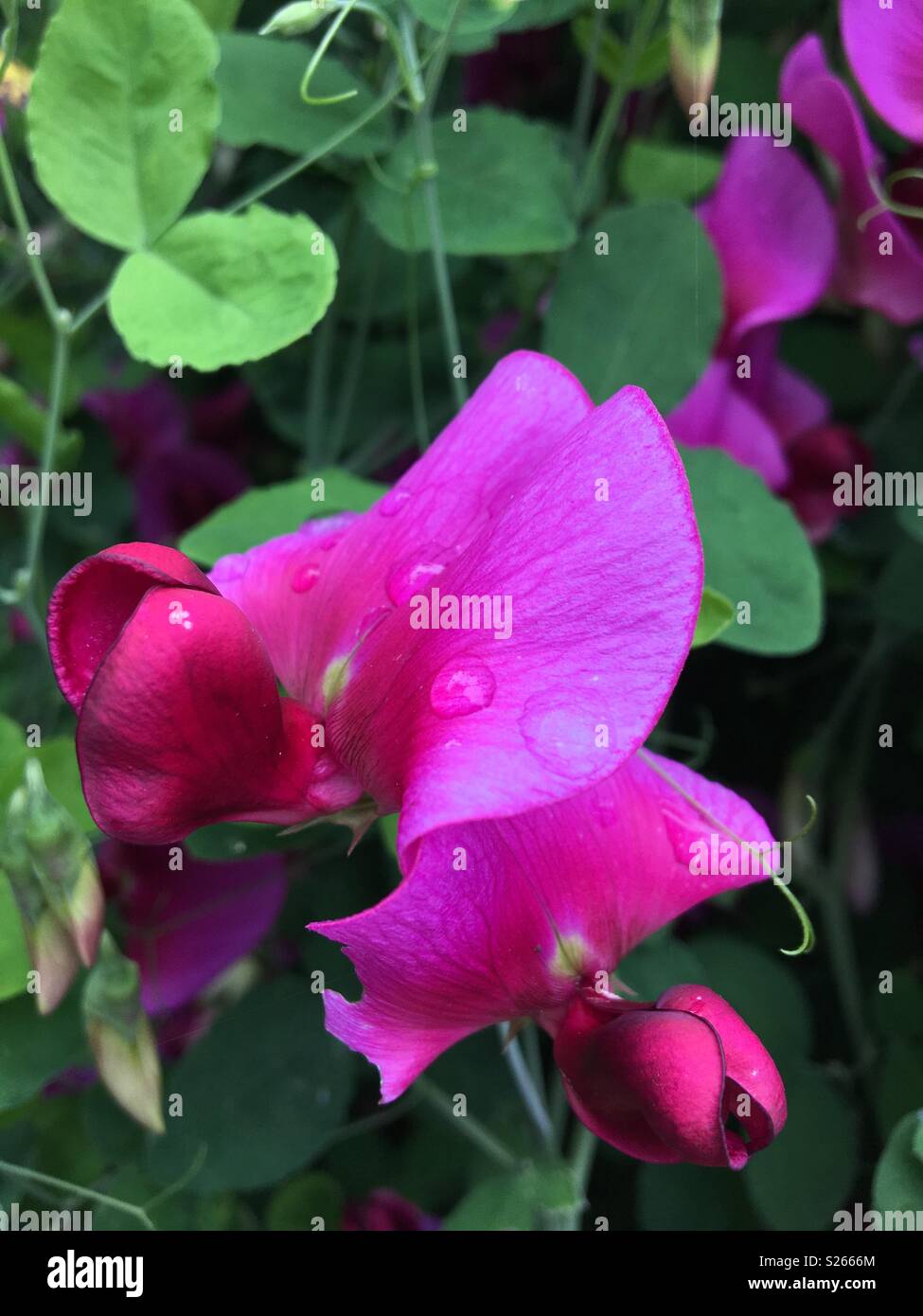 Wild sweet pea hi-res stock photography and images - Alamy
