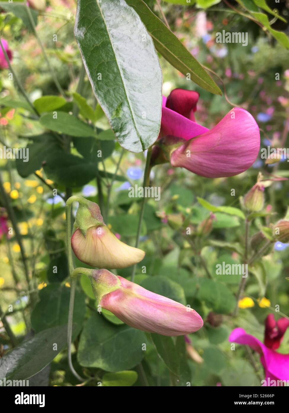 Sweet Pea Buds Stock Photo - Alamy