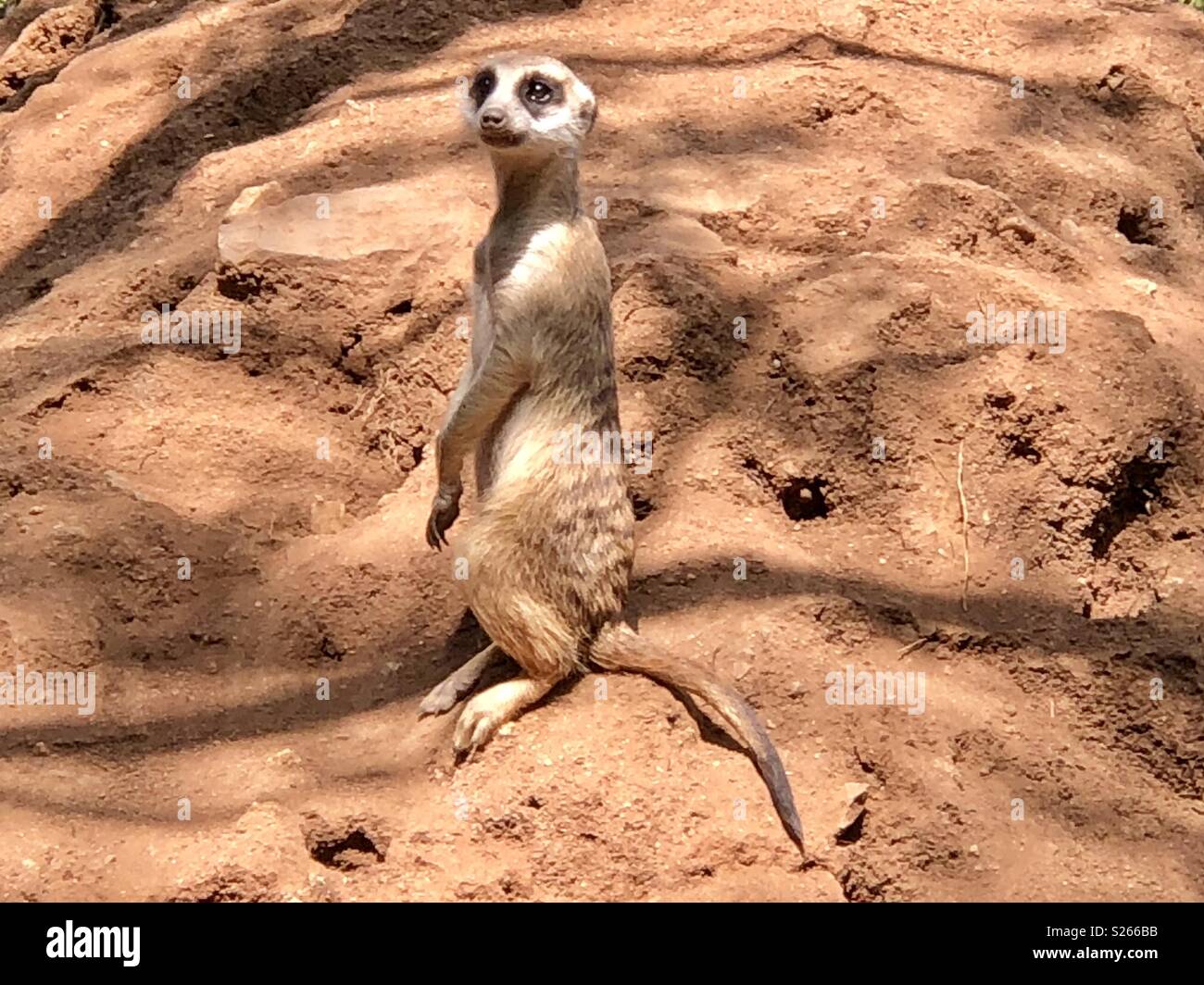 Animal beige hi-res stock photography and images - Alamy