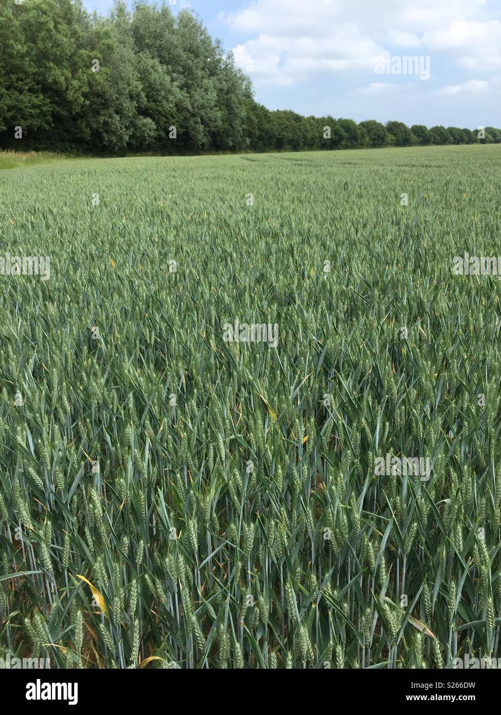Country side farmers crops Stock Photo - Alamy