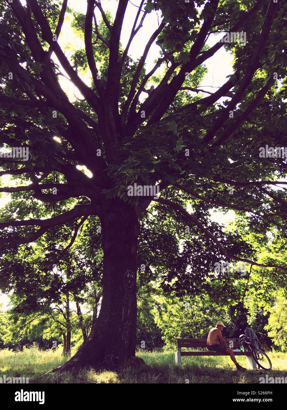 Man sitting under tree reading hi-res stock photography and images - Alamy