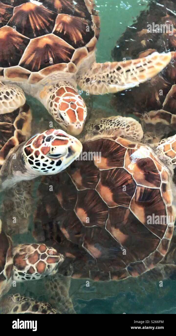 Sea Turtle Conservation Stock Photo - Alamy