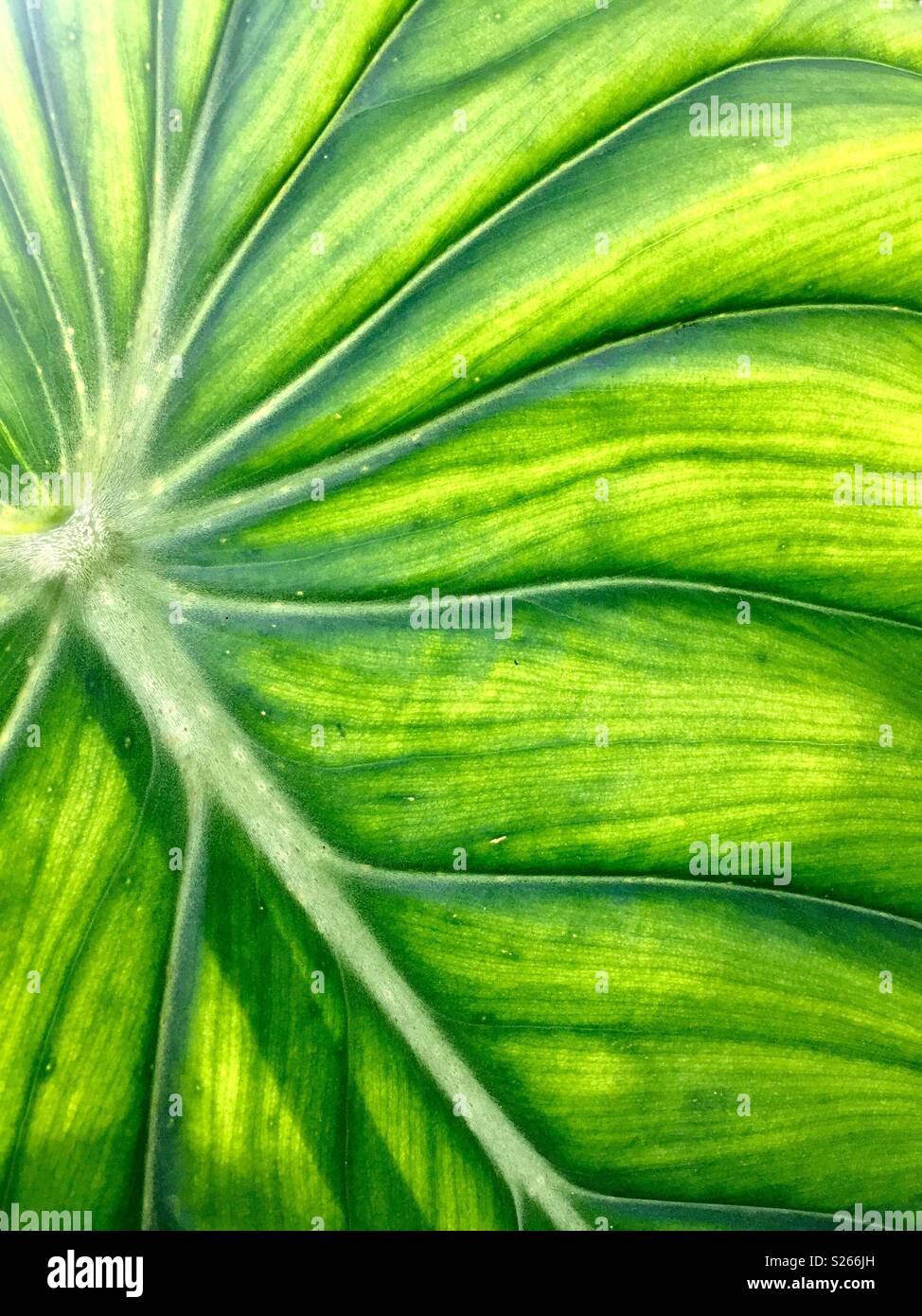 Leaf venation hi-res stock photography and images - Alamy