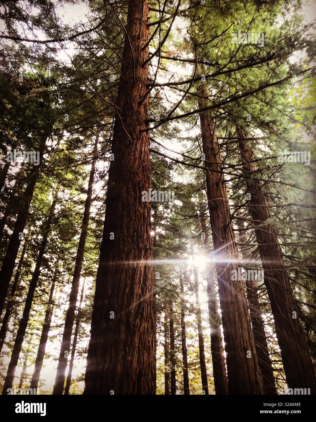 Sun breaking through trees Stock Photo - Alamy