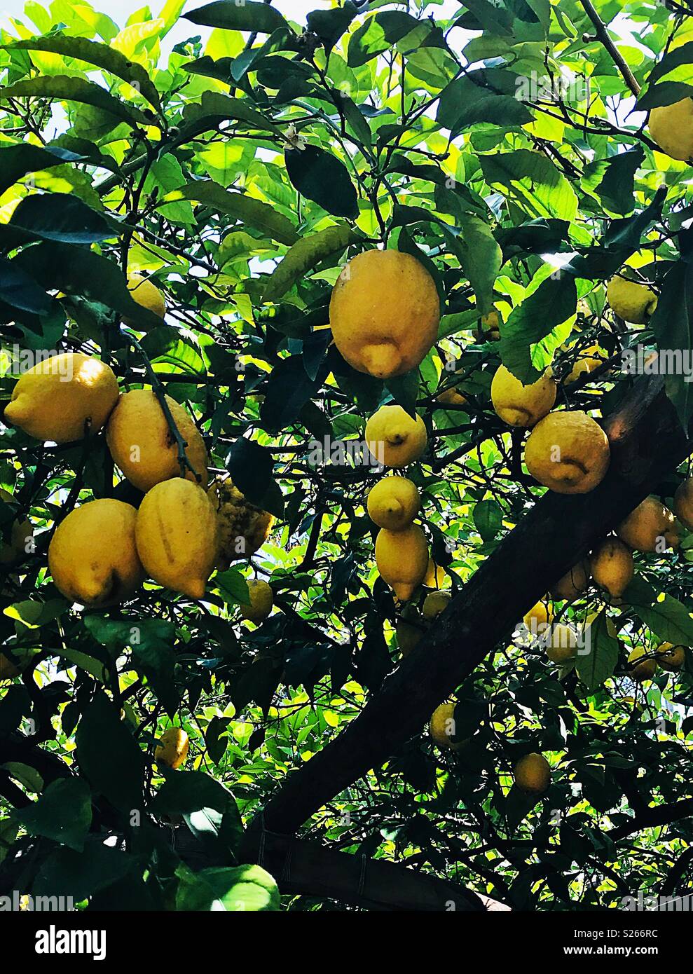 Limoncello factory hi-res stock photography and images - Alamy