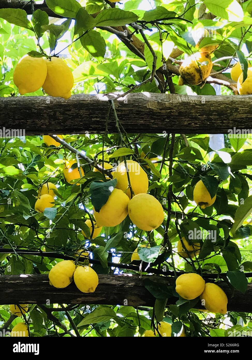 Limoncello sorrento factory hi-res stock photography and images - Alamy