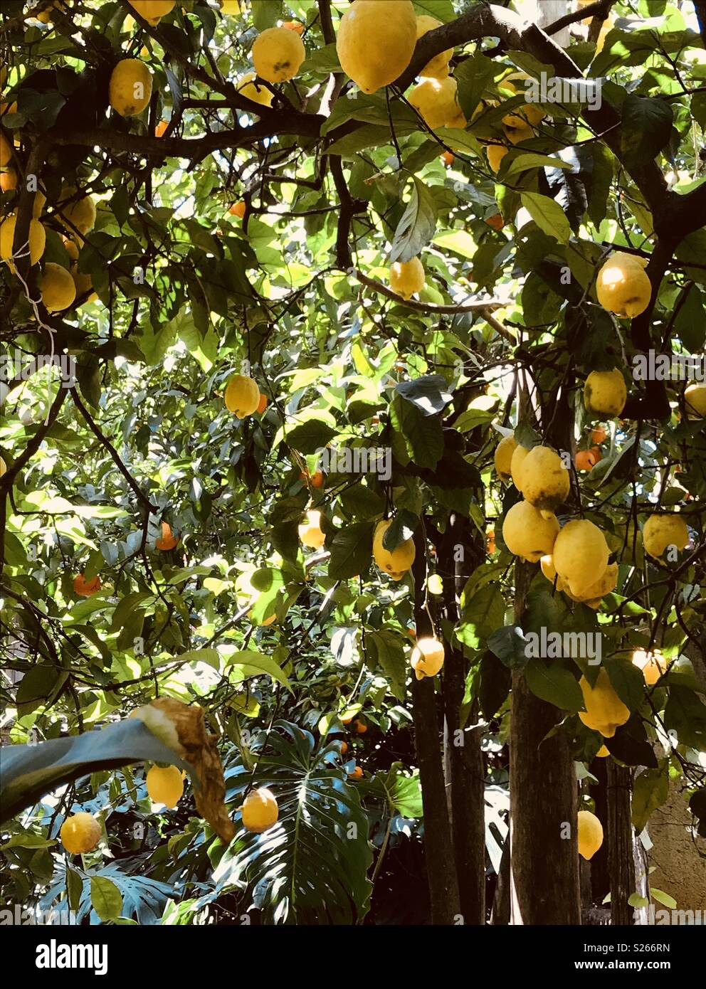 Sorrento lemons hi-res stock photography and images - Alamy