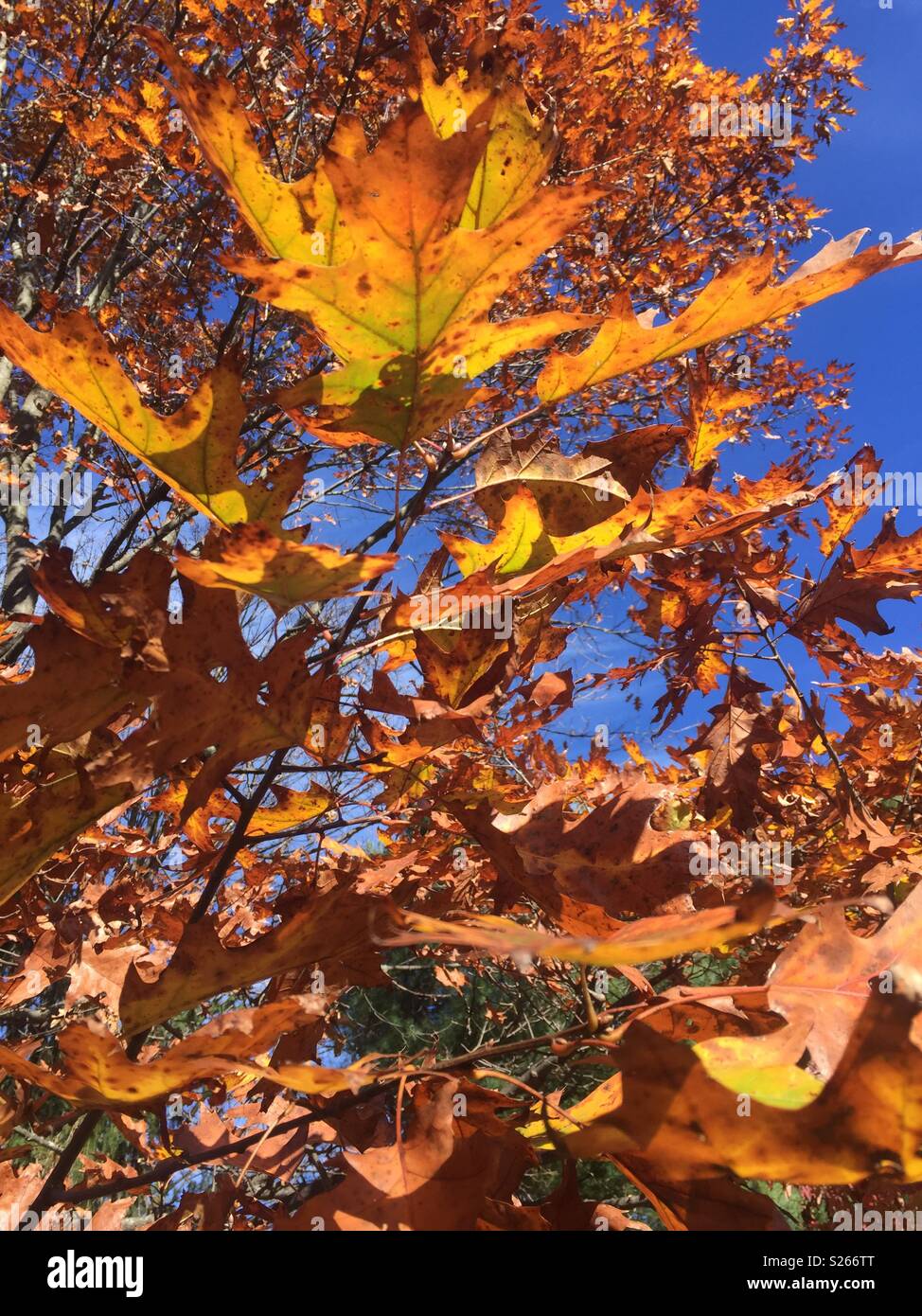 Fall colors blue sky hi-res stock photography and images - Alamy