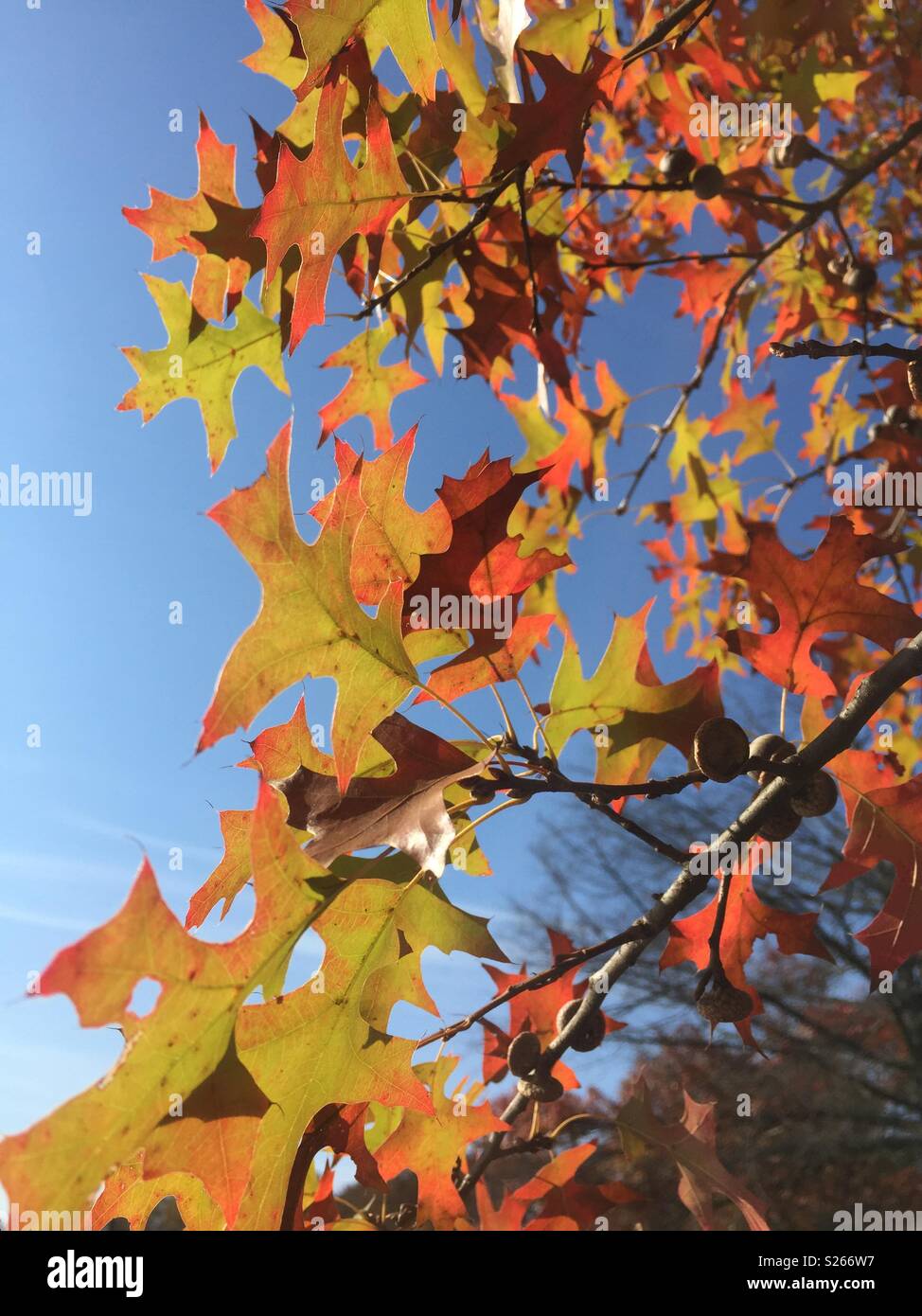 Blue sky oak tree hi-res stock photography and images - Alamy