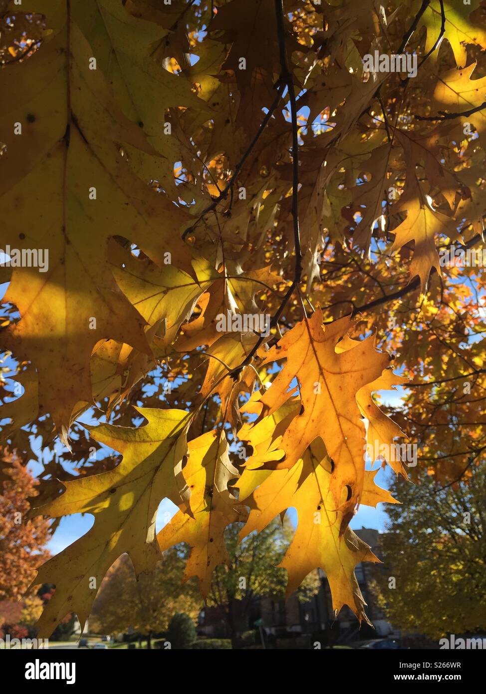 Fall light hi-res stock photography and images - Alamy