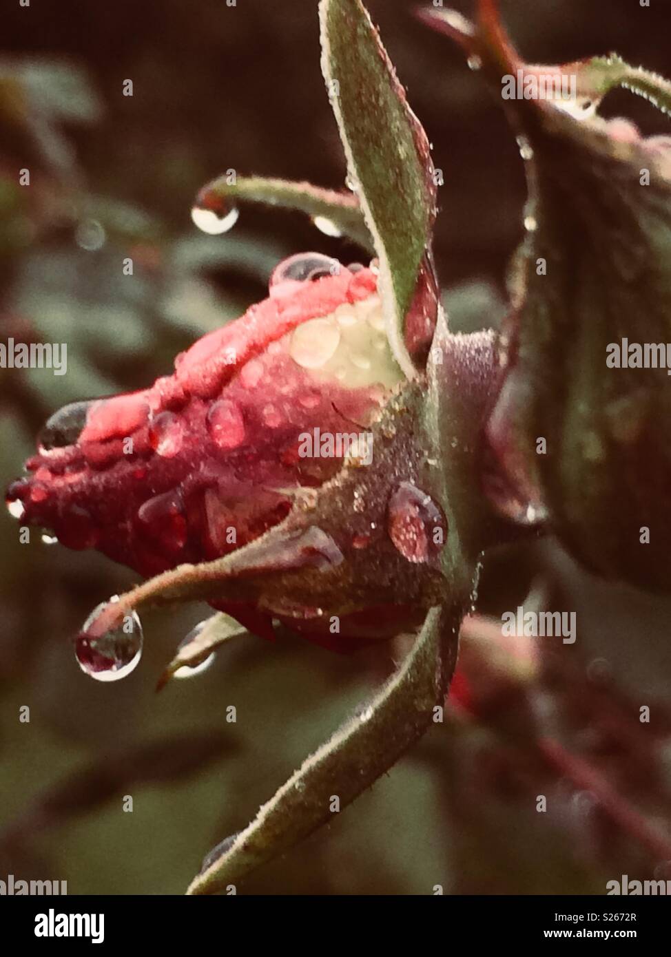 Raindrops on Roses Stock Photo - Alamy