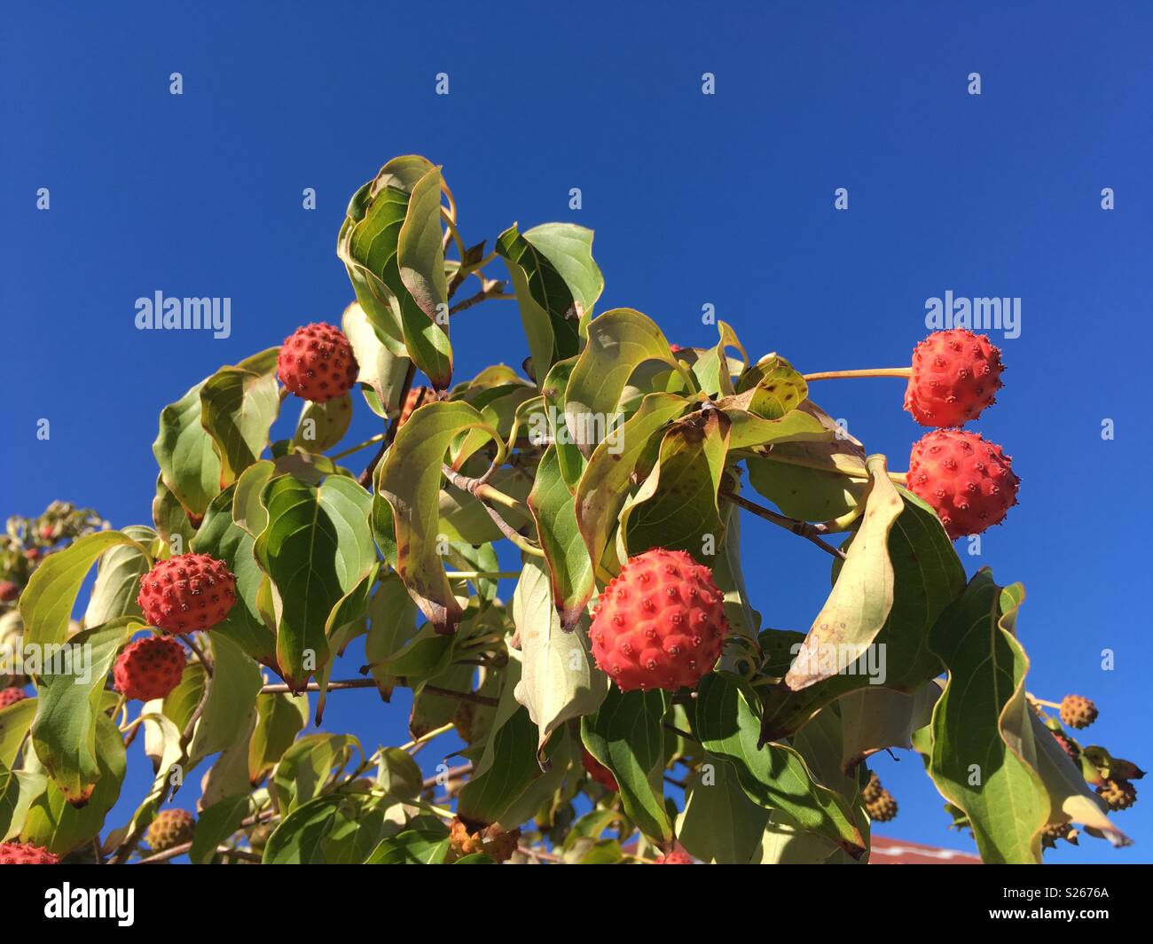 Dogwood berries hi-res stock photography and images - Alamy