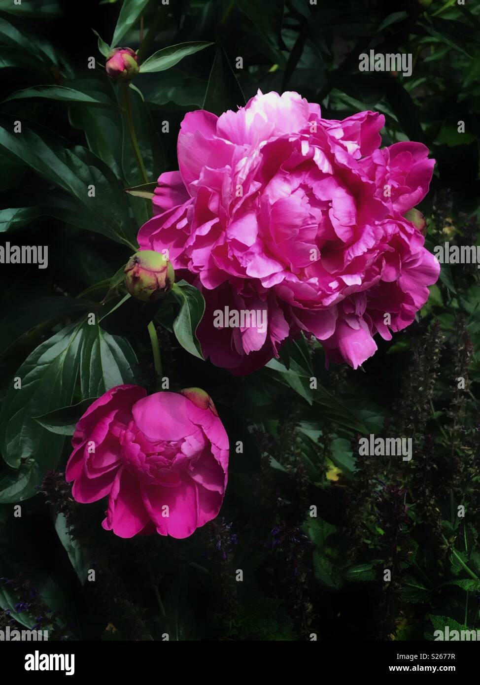 Pink peonies blooming in the spring Stock Photo - Alamy