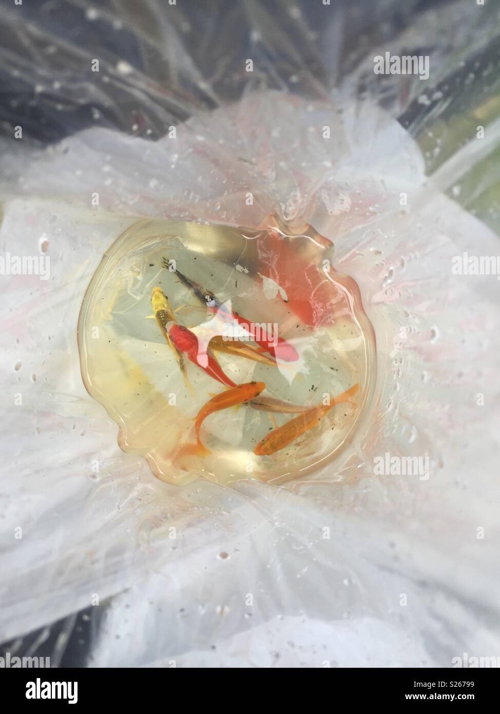 Goldfish plastic bag fish hi-res stock photography and images - Alamy
