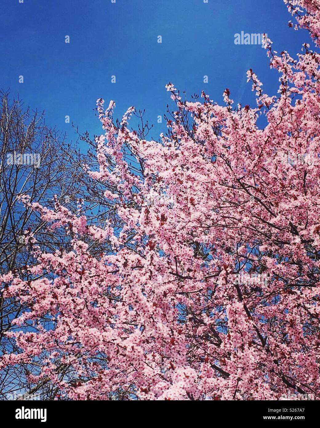 Tree in bloom Stock Photo - Alamy