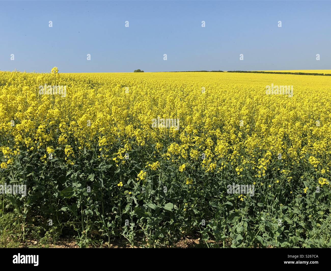 Yellow field of flowers hi-res stock photography and images - Alamy