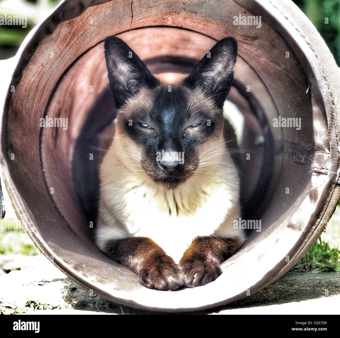 Regal cat hi-res stock photography and images - Alamy