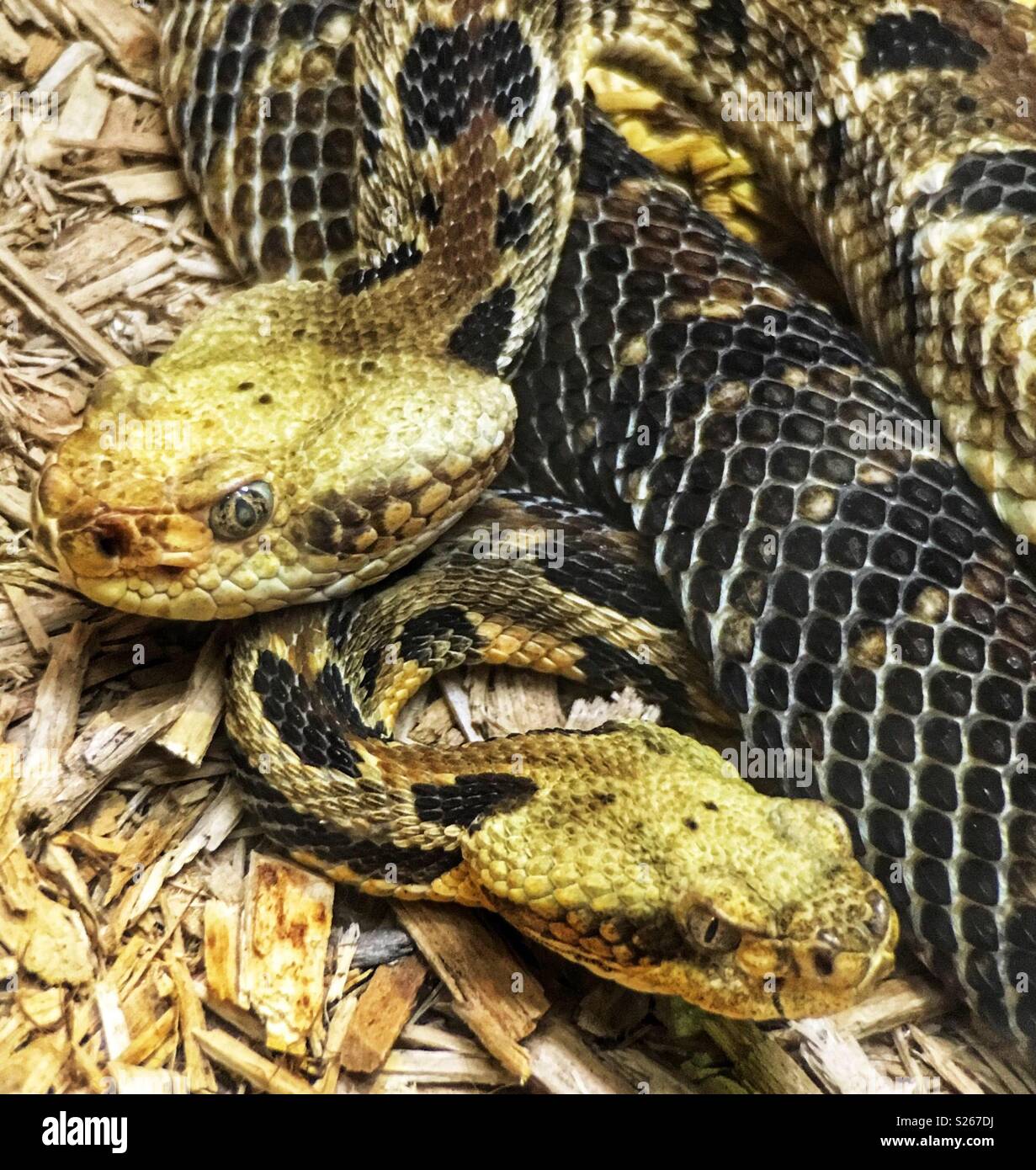 Crotalid viper hi-res stock photography and images - Alamy