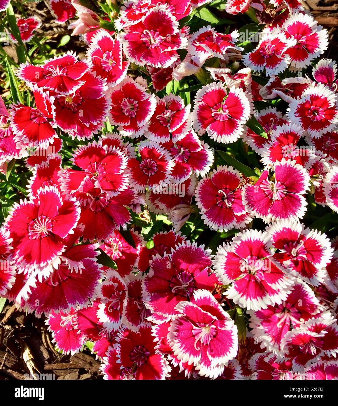 Pinks Dianthus High Resolution Stock Photography and Images - Alamy