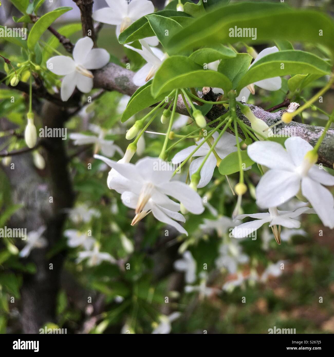 Little white flowers hi-res stock photography and images - Alamy