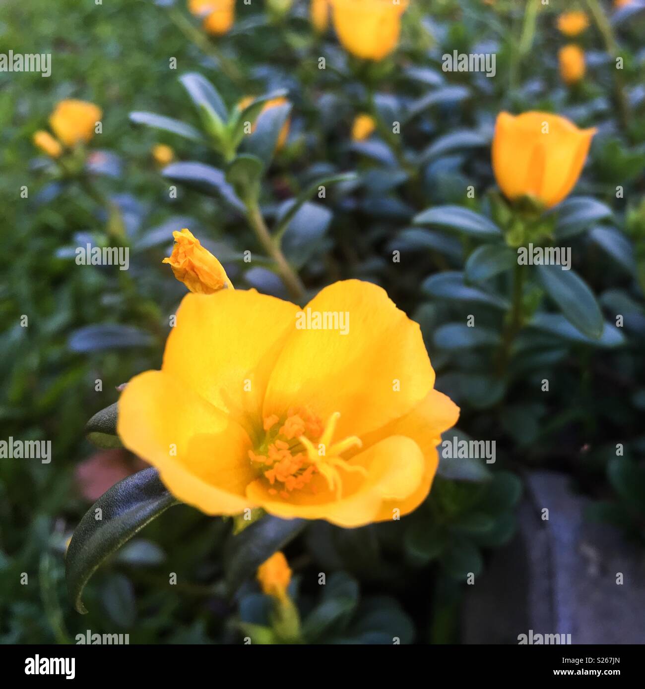 Rio yellow purslane hi-res stock photography and images - Alamy