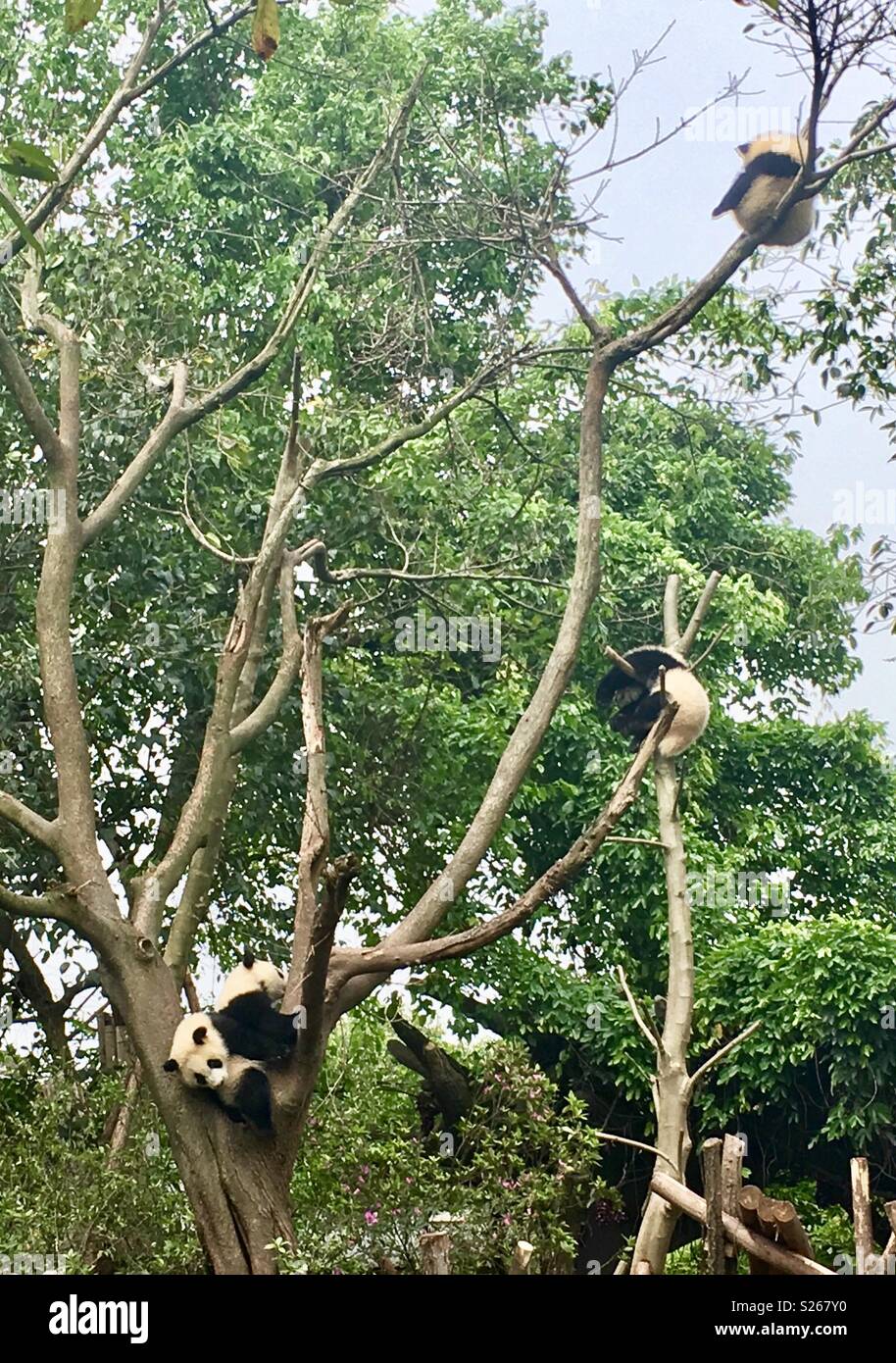 Panda breeding centre chengdu hi-res stock photography and images - Alamy
