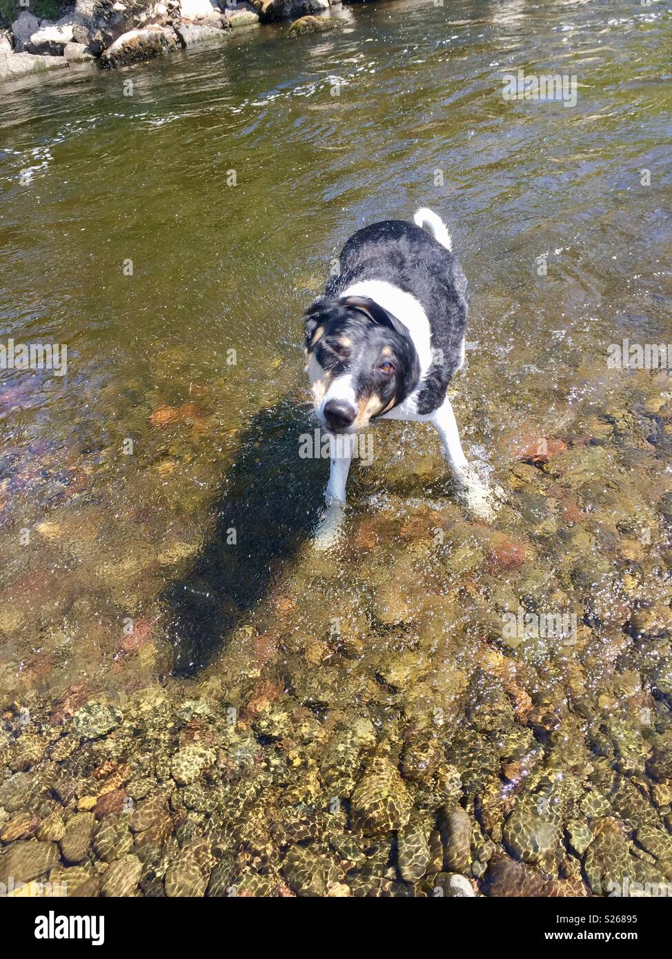 Dog wet dry hi-res stock photography and images - Alamy
