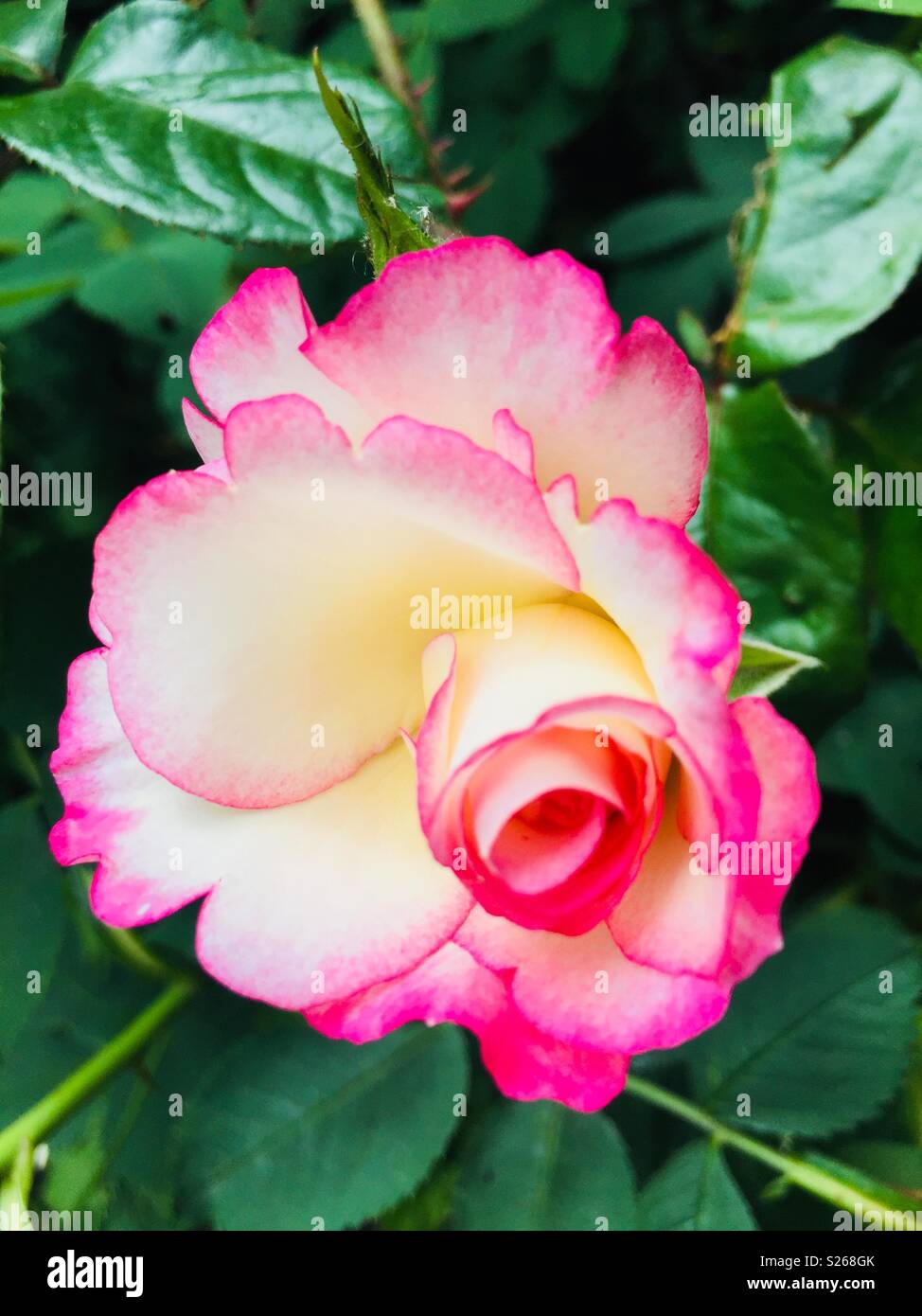 Half open rose hi-res stock photography and images - Alamy