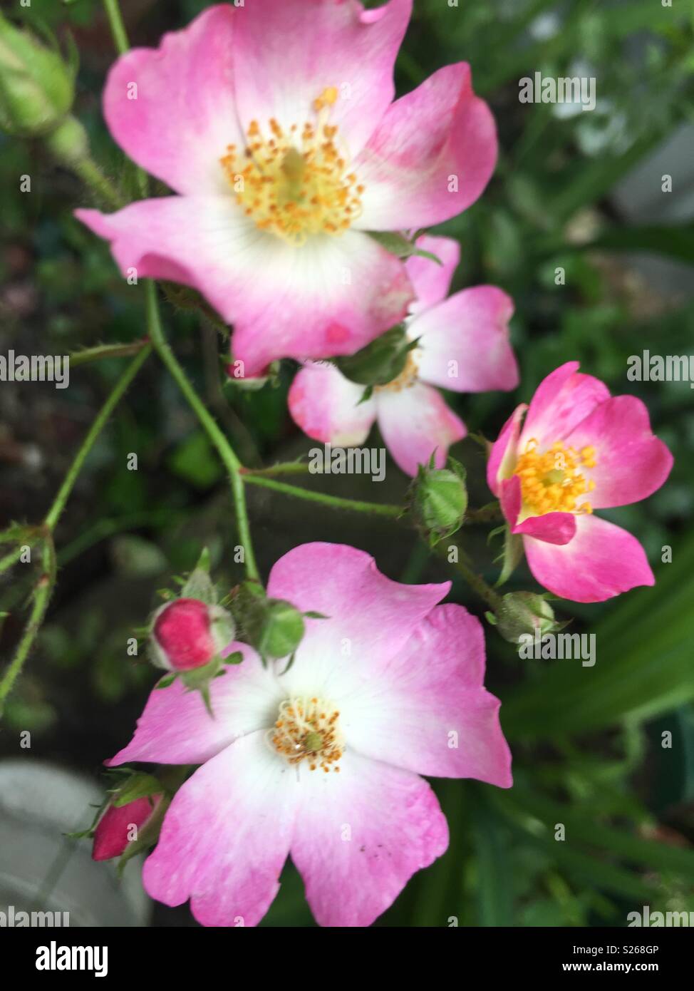Fairy roses at various stages of bloom Stock Photo - Alamy