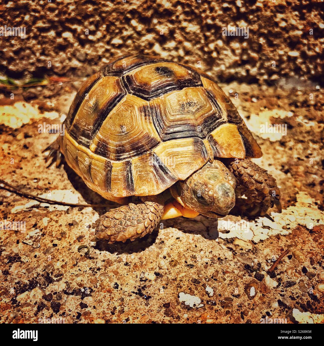 Turtle in Turkey Stock Photo - Alamy