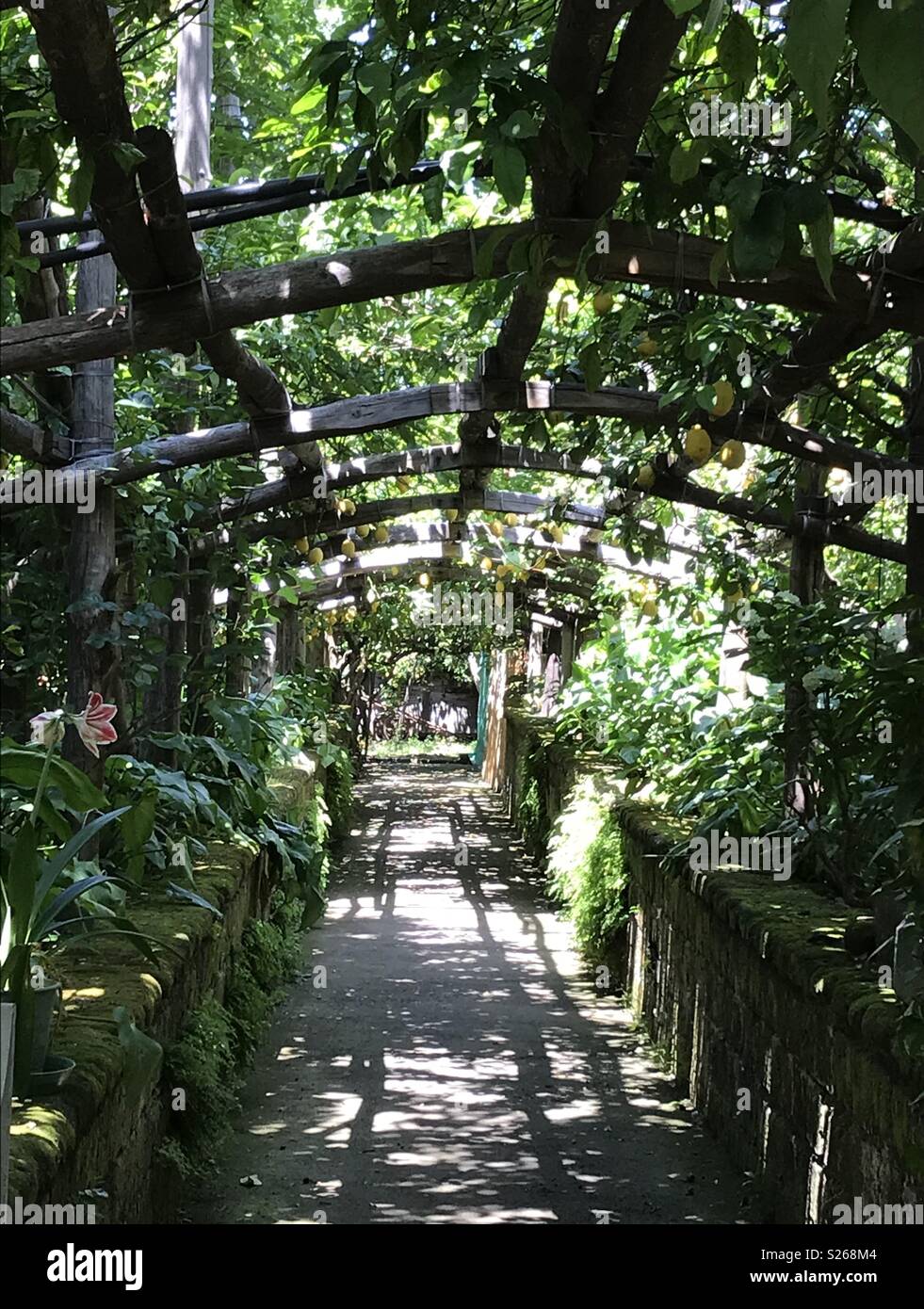 Limoncello sorrento factory hi-res stock photography and images - Alamy