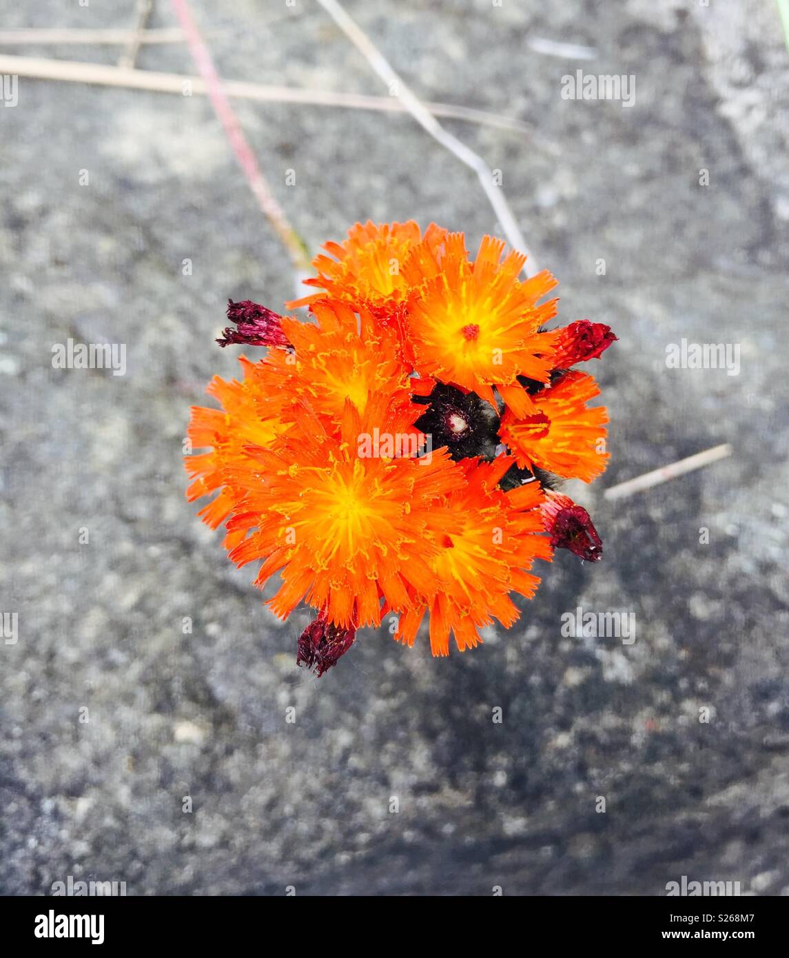 Orange bloom hi-res stock photography and images - Alamy