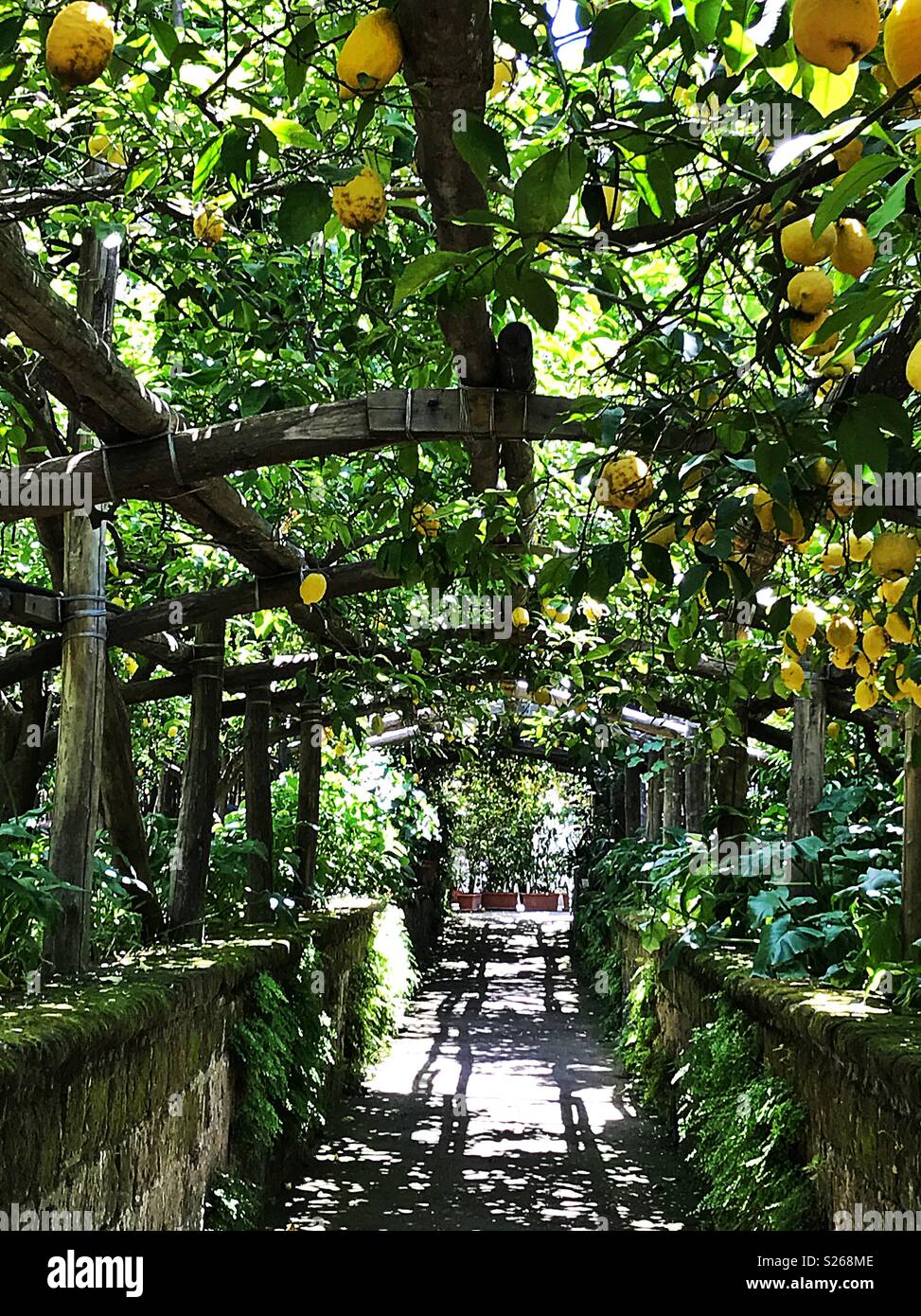 Limoncello factory hi-res stock photography and images - Alamy