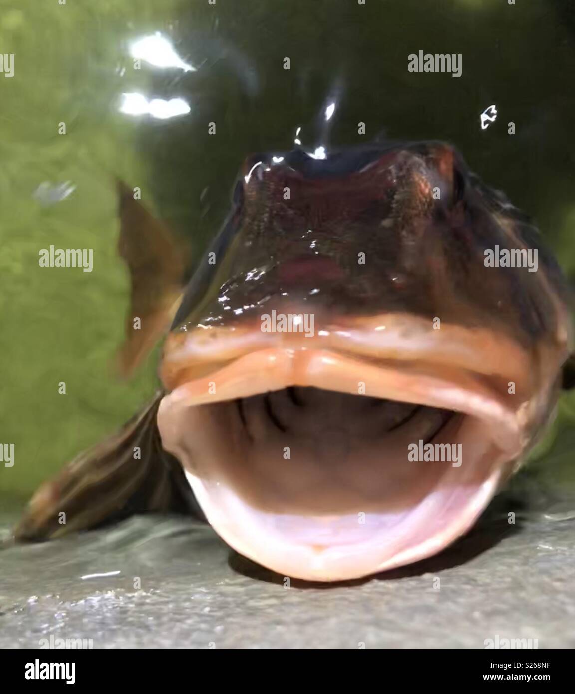 Fishy hi-res stock photography and images - Alamy