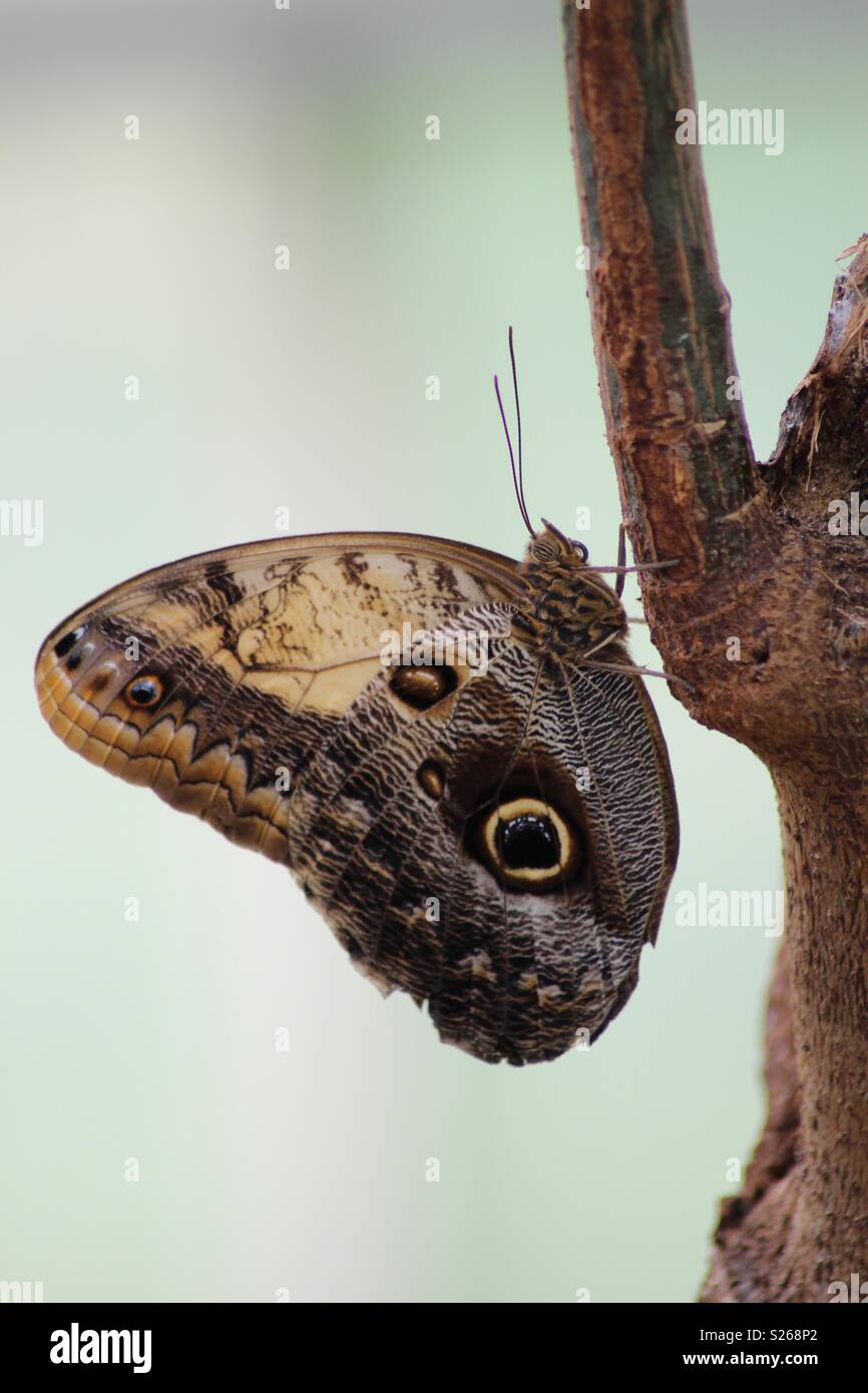 Large butterfly hi-res stock photography and images - Alamy