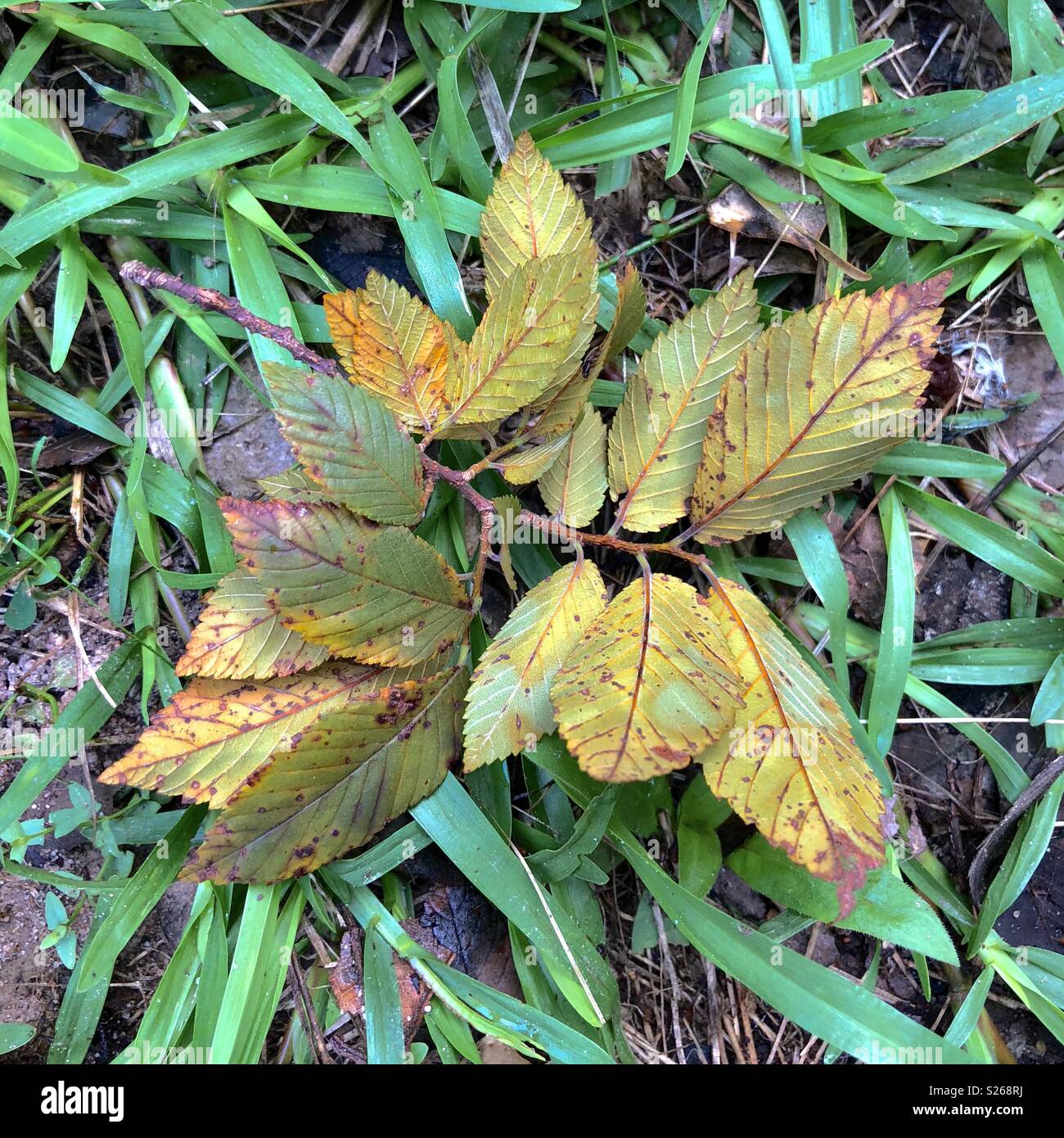 Winged Elm High Resolution Stock Photography and Images - Alamy