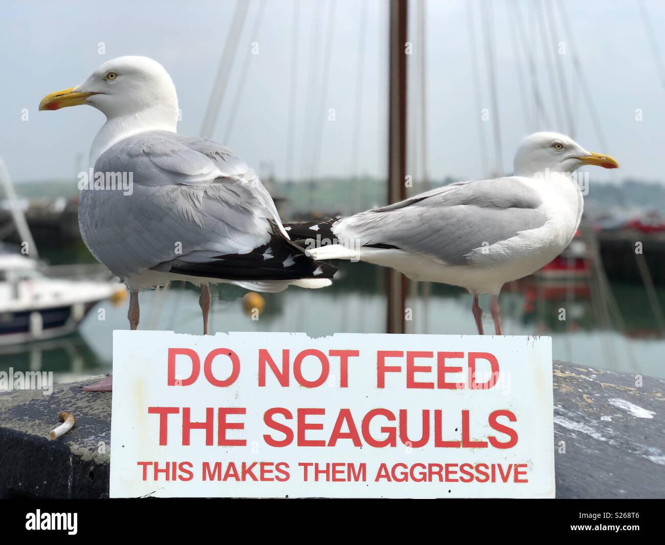 Aggressive gulls hi-res stock photography and images - Alamy