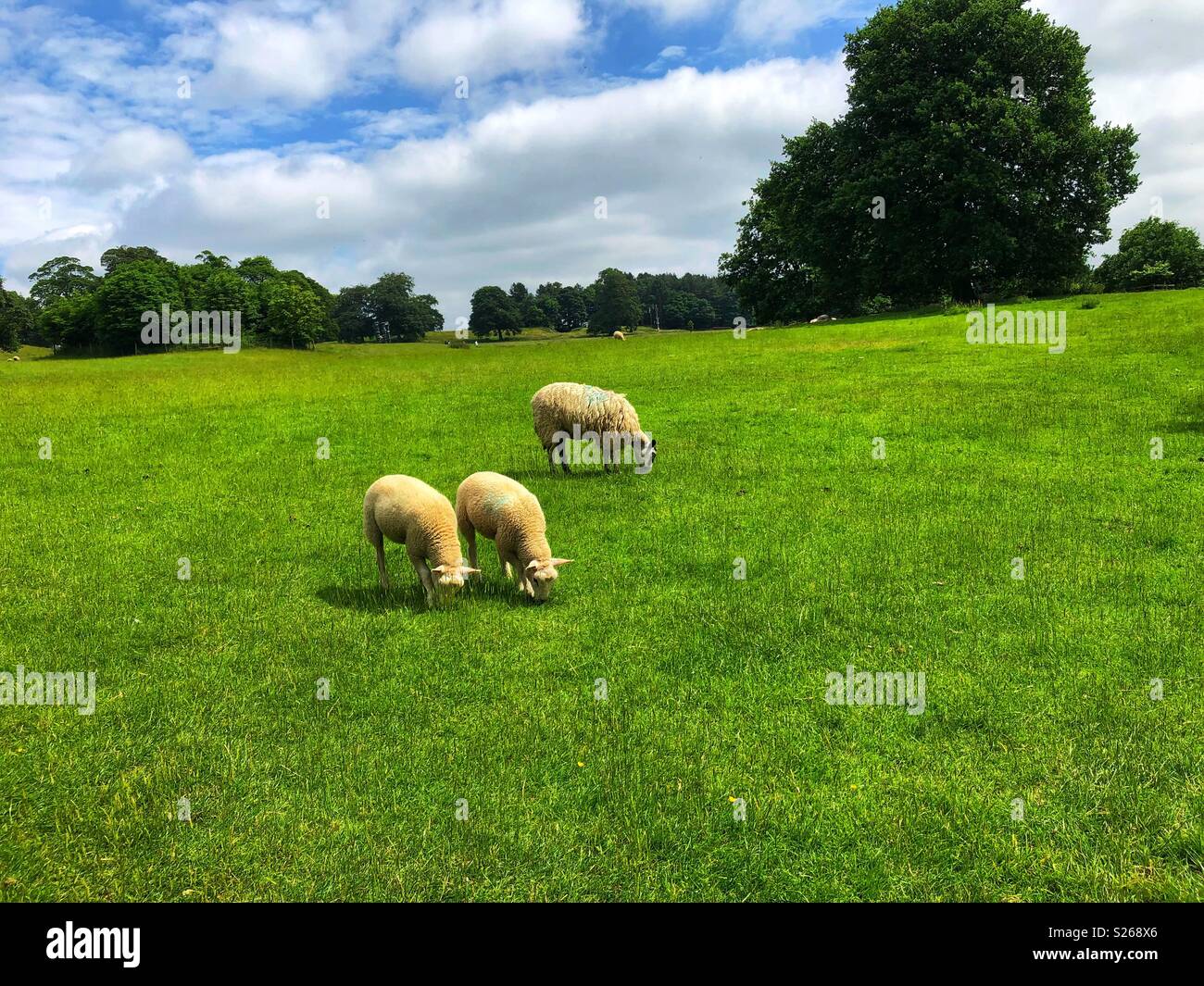 Sheep in field Stock Photo - Alamy